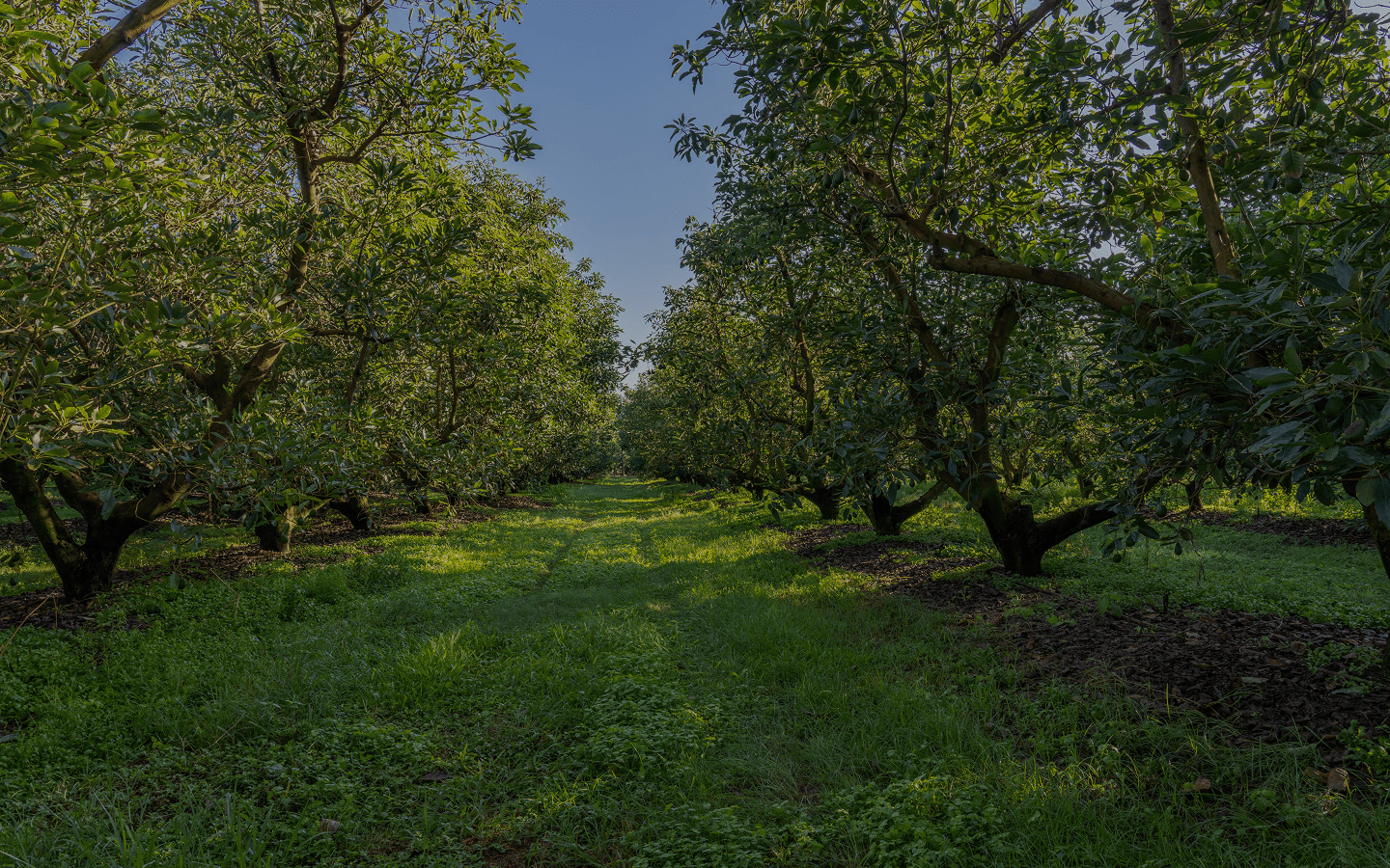 Our Purpose - Peirson Farms
